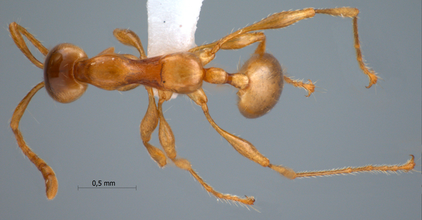 A taxonomic Ant Picturebase of Asia and Europe
