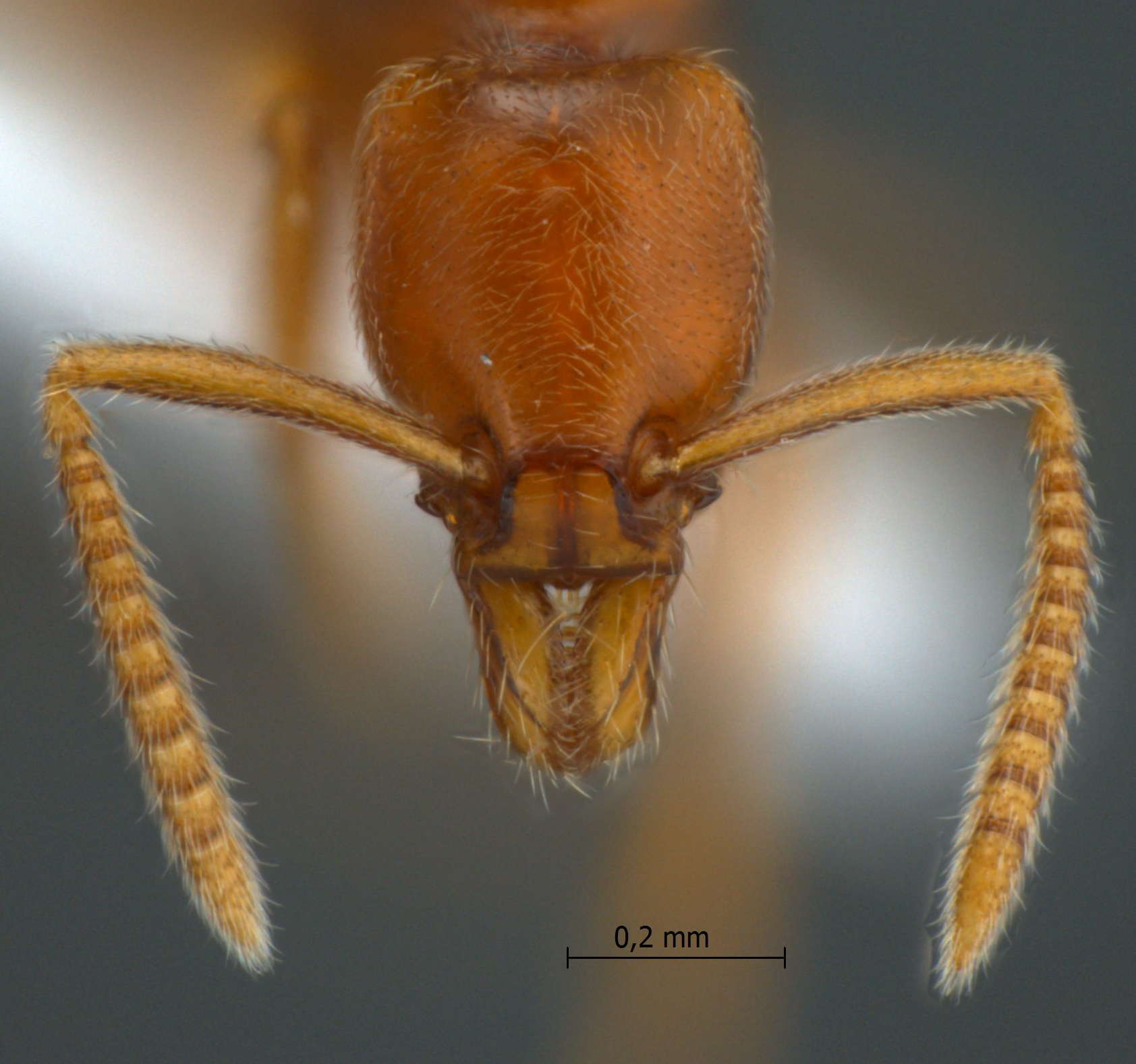 A Taxonomic Ant Picturebase of Asia and Europe